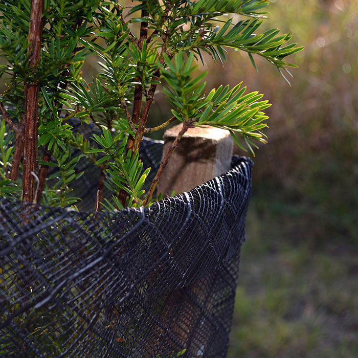 Climatic Mesh Shrub Guard | Tree & Shrub Protection | British Hardwood ...