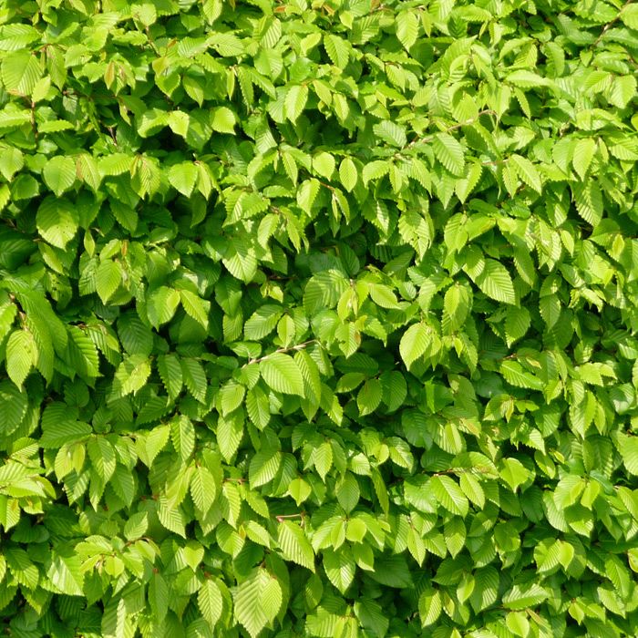 Broadleaved Trees | British Hardwood Tree Nursery