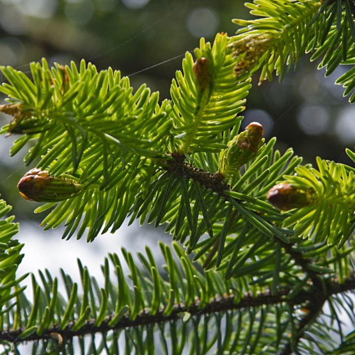 Picea sitchensis (Sitka Spruce) Plants | British Hardwood Tree Nursery