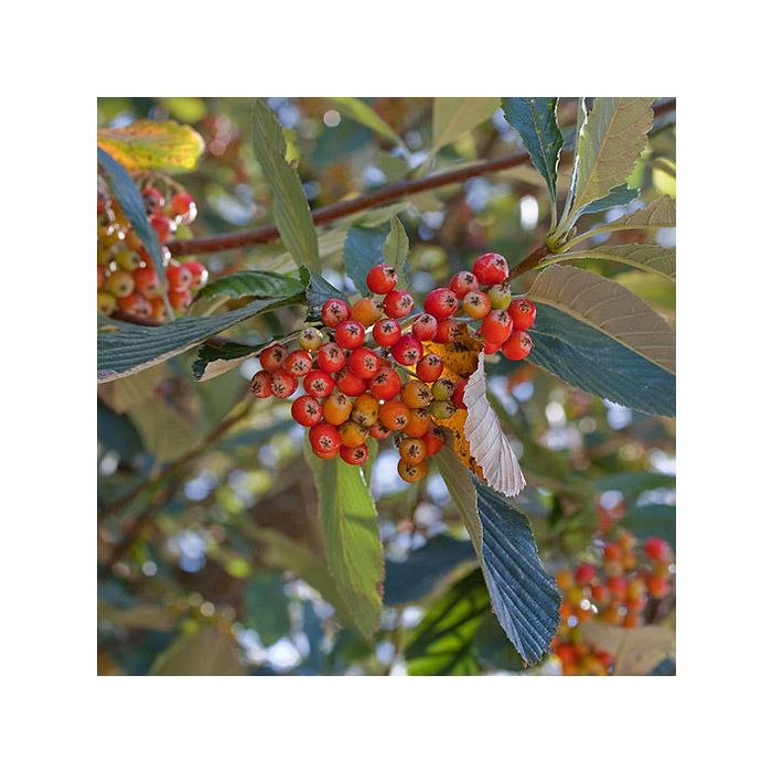 Sorbus aria (Whitebeam) Plants | British Hardwood Tree Nursery ...