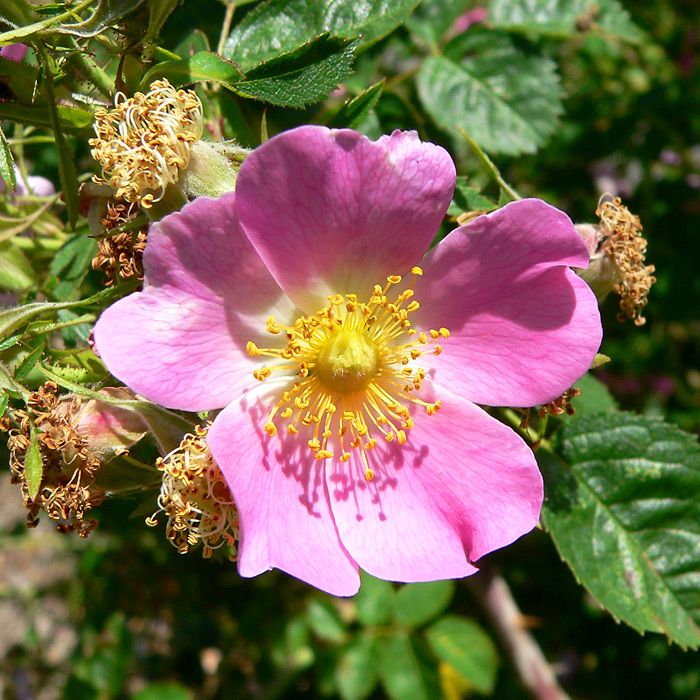 Rosa rubiginosa (Sweet Briar Rose) Plants | British Hardwood Tree Nursery