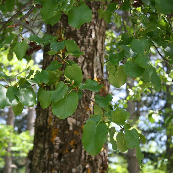 Alnus cordata (Italian Alder) Plants | British Hardwood Tree Nursery