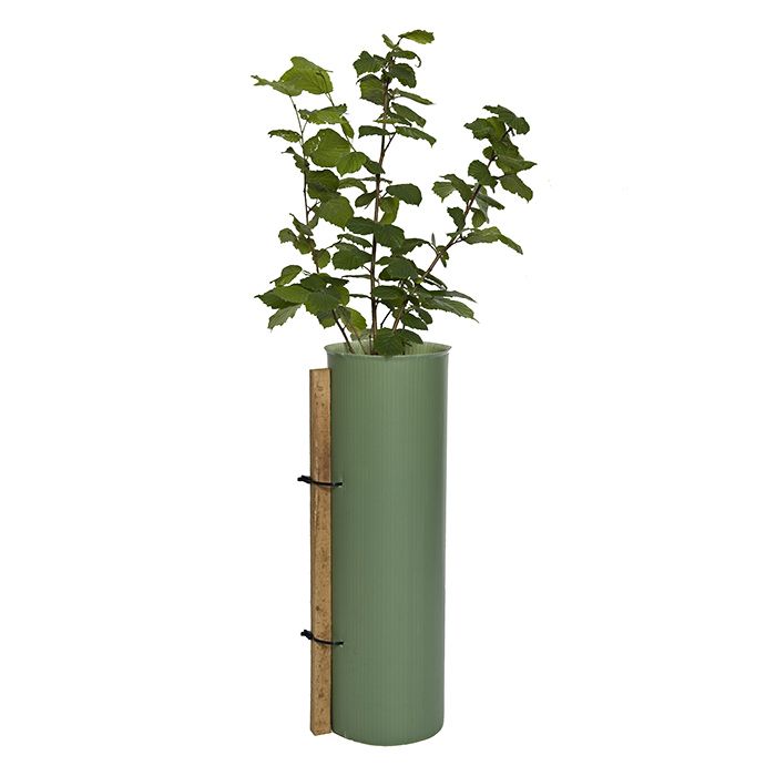 Tubex Shrub Shelters | Tree & Shrub Protection Products | British ...