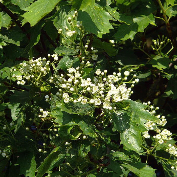 Sorbus torminalis (Wild Service Tree) Plants | British Hardwood Tree ...