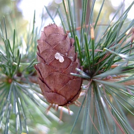 Larix decidua (European Larch) Plants | British Hardwood Tree Nursery