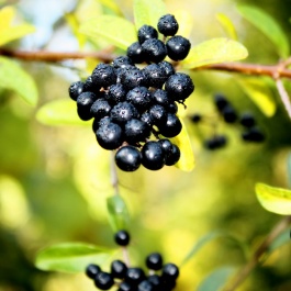 Rhamnus cathartica (Common Buckthorn) Plants | British Hardwood Tree ...