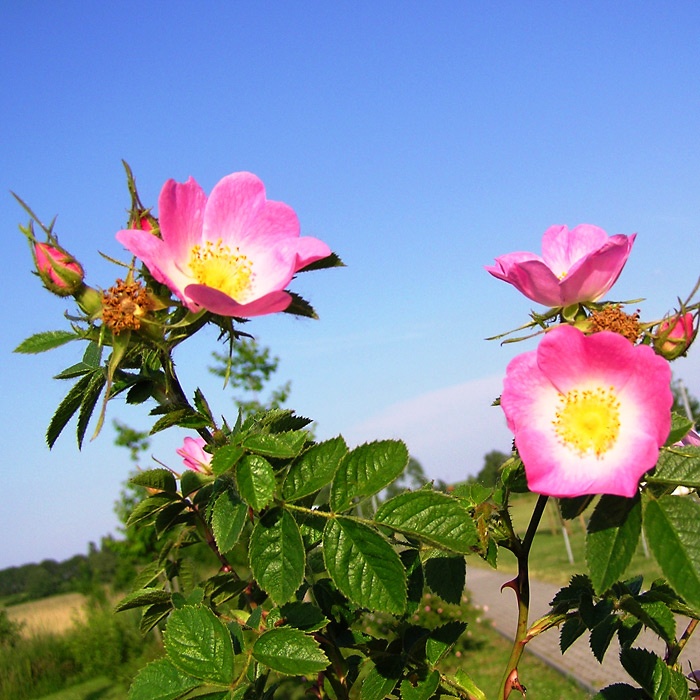 Briar Rose Flower Meaning