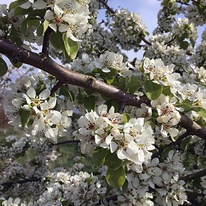columnar pear trees uk
