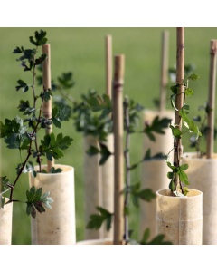 Biodegradable Plant Protection | British Hardwood Tree Nursery
