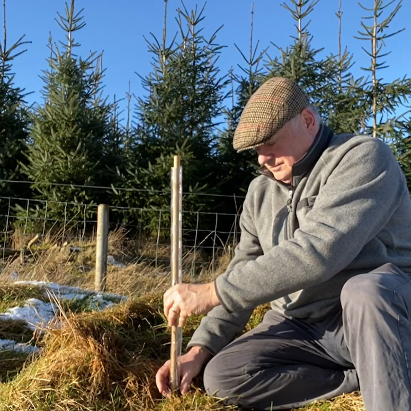 Rainbow Expandable Eco Spiral | Hedge Protection | British Hardwood ...