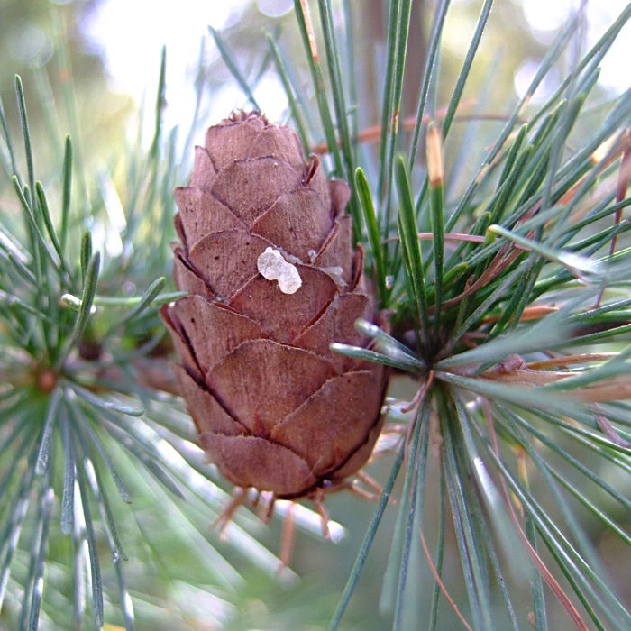 Larix decidua (European Larch) Plants | British Hardwood Tree Nursery