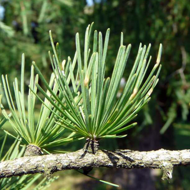 Larix eurolepis (Hybrid Larch) Plants | British Hardwood Tree Nursery