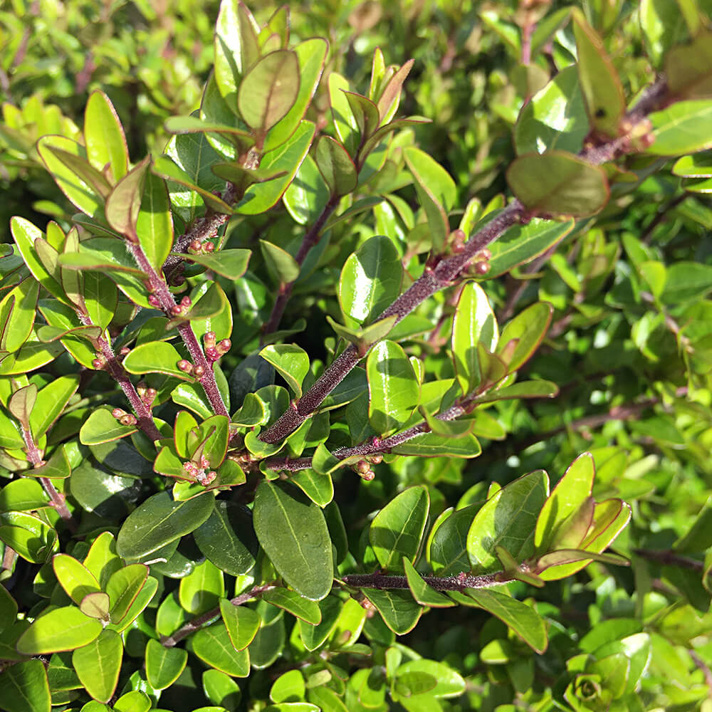 Lonicera nitida (Boxleaf Honeysuckle) Plants | British Hardwood Tree ...