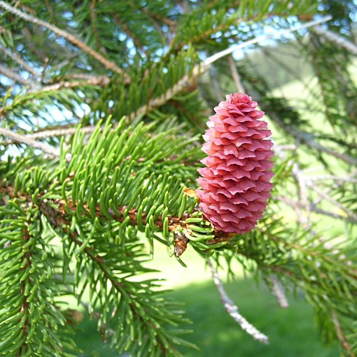 Picea abies (Norway Spruce) Plants | British Hardwood Tree Nursery