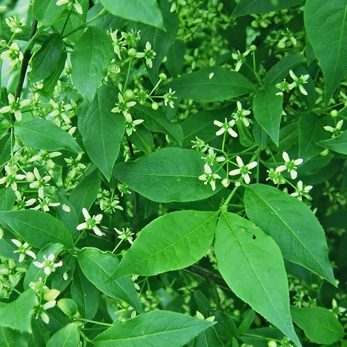 Euonymus europaeus (Spindleberry) Plants | British Hardwood Tree Nursery