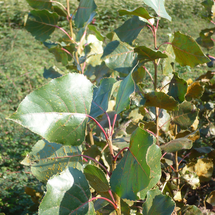 Populus robusta (Hybrid Poplar) Plants | British Hardwood Tree Nursery