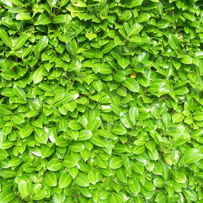 Prunus laurocerasus (Laurel) Plants | British Hardwood Tree Nursery