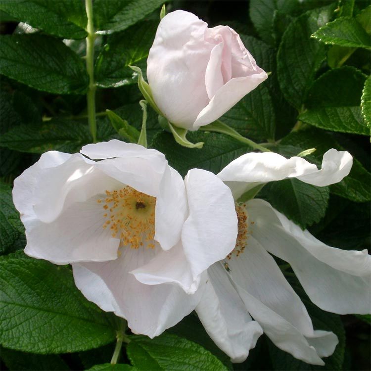 Rosa rugosa Alba (White Ramanas Rose) Plants | British Hardwood Tree ...