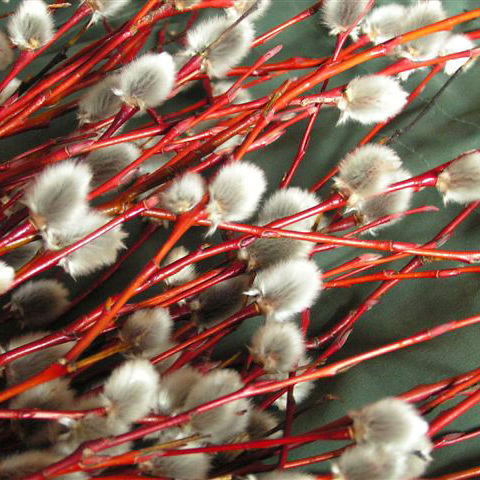Salix daphnoides (Violet Willow) Plants | British Hardwood Tree Nursery