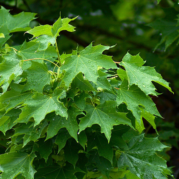 Broadleaved Trees | British Hardwood Tree Nursery