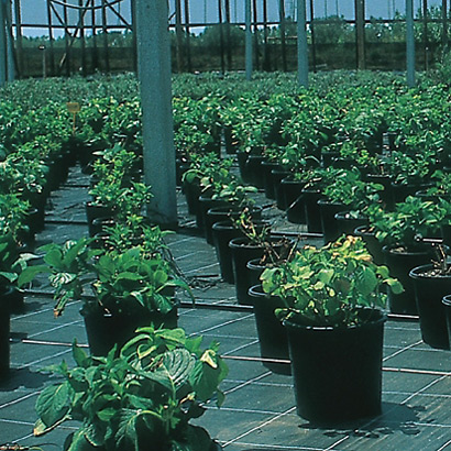 Ground Cover Matting | Protection Against Weeds | British Hardwood Tree ...