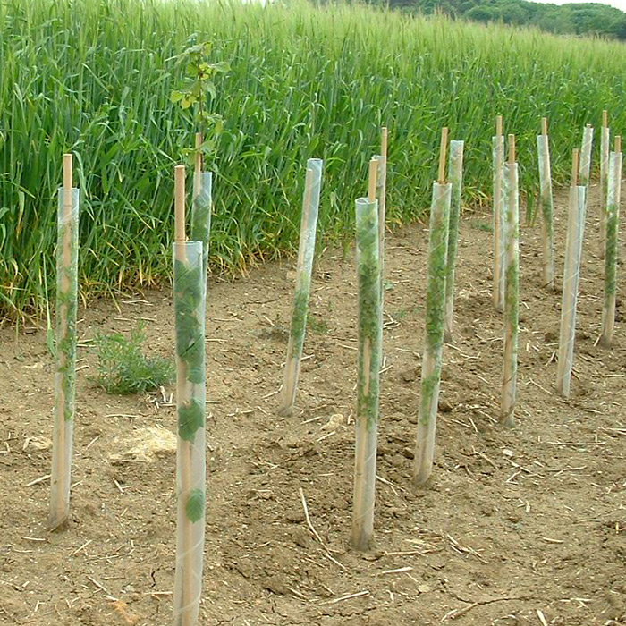 Spiral Tree Guards | Hedge Protection | British Hardwood Tree Nursery