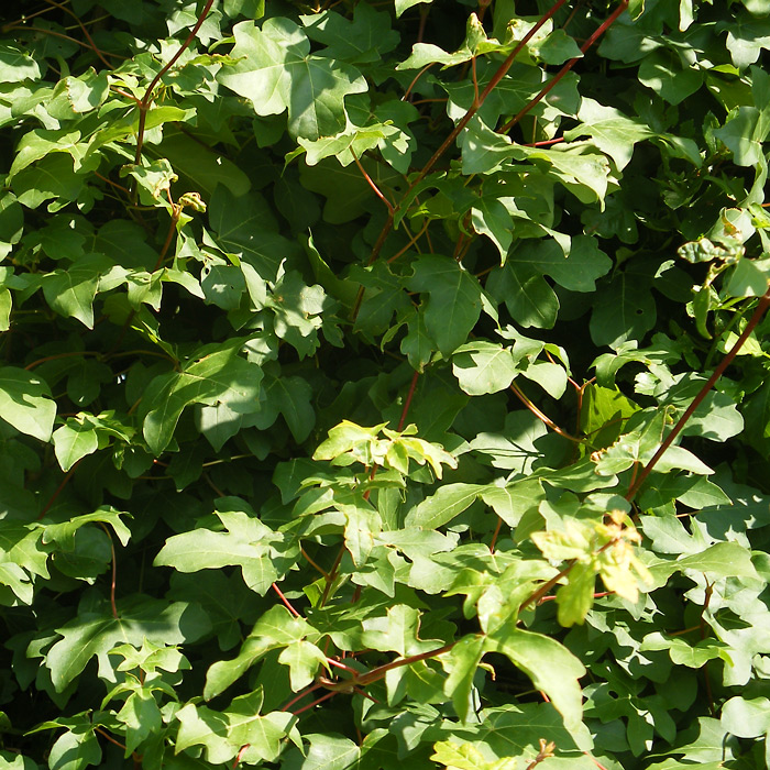 Bare Root Trees, Shrubs & Hedging Plants | British Hardwood Tree ...