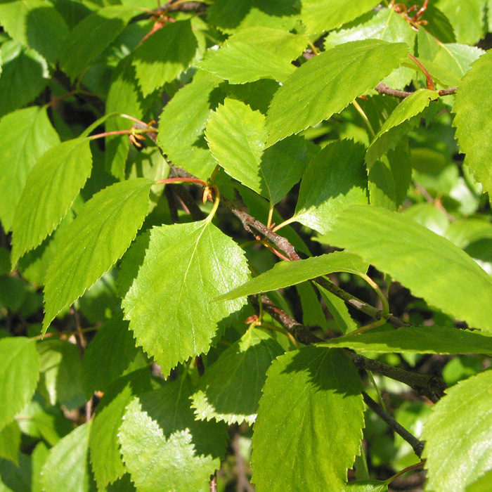 Broadleaved Trees | British Hardwood Tree Nursery