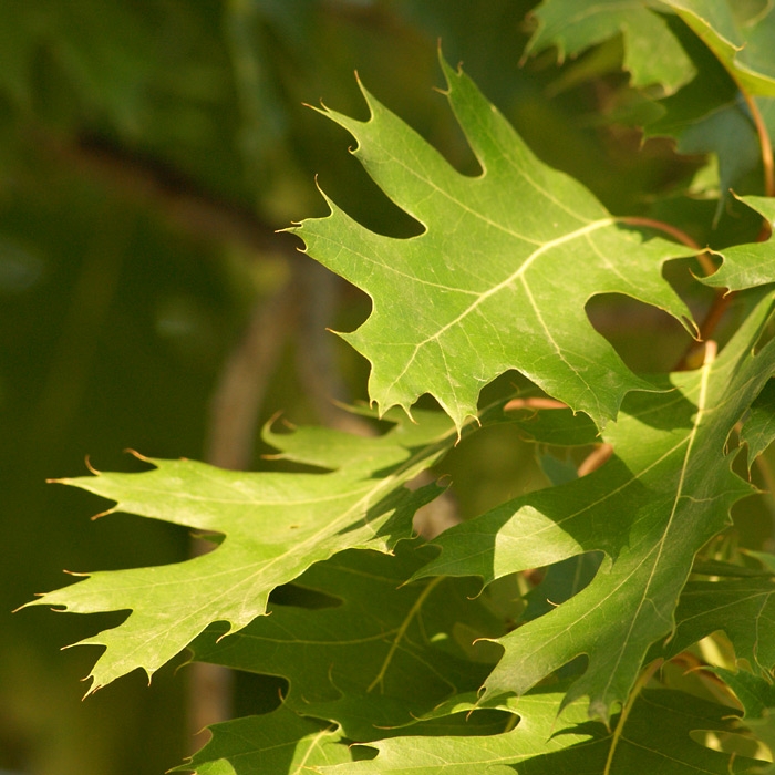 Quercus rubra (Red Oak) Plants | British Hardwood Tree Nursery ...
