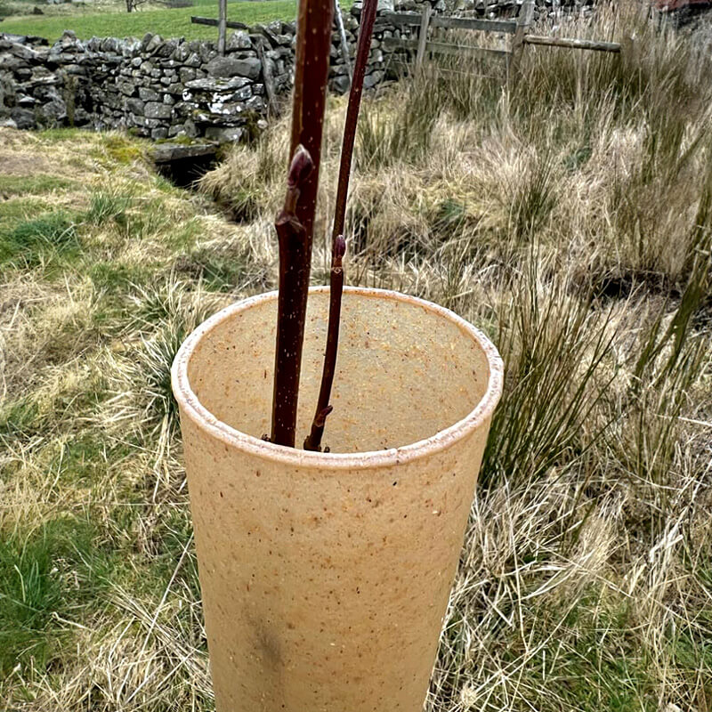 Rainbow Terra Tree Shelters | British Hardwood Tree Nursery