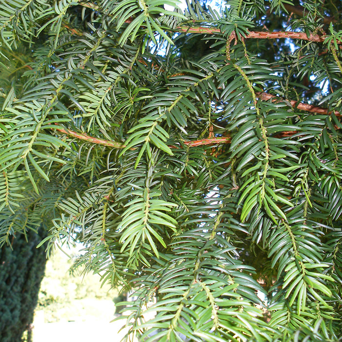Taxus baccata (English Yew) Plants | British Hardwood Tree Nursery