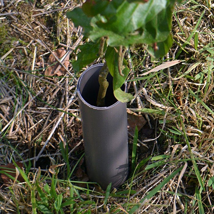Tubex Vole Guards | Vole & Mice Protection | British Hardwood Tree Nursery