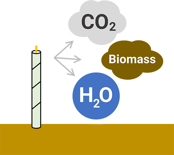 Bio Spiral Guards | Hedge Plant Protection | British Hardwood Tree Nursery