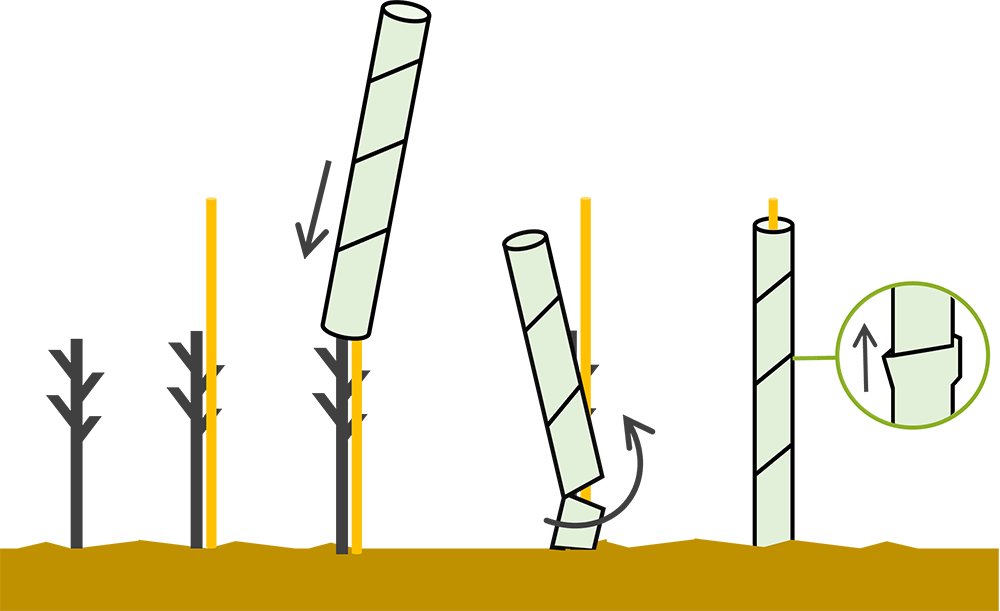 Bio Spiral Guards | Hedge Plant Protection | British Hardwood Tree Nursery