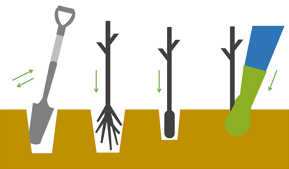 Bio Spiral Guards | Hedge Plant Protection | British Hardwood Tree Nursery