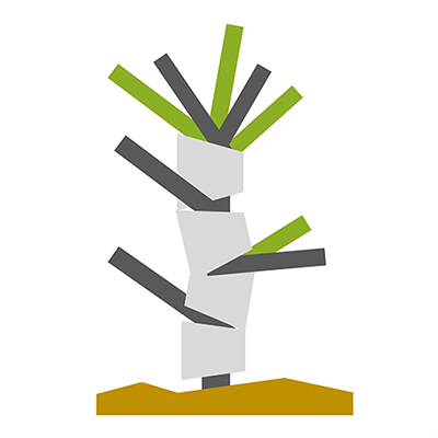 Bio Spiral Guards | Hedge Plant Protection | British Hardwood Tree Nursery