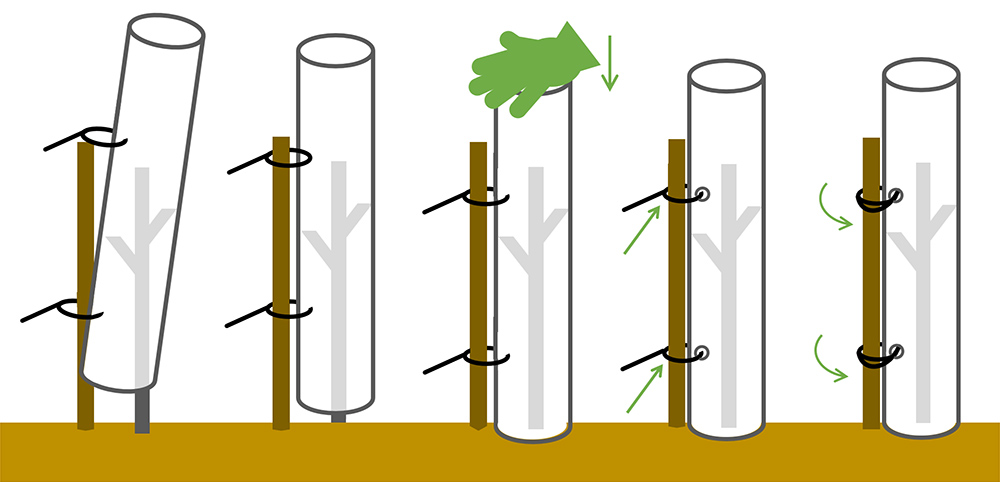 Tubex Tree Shelters & Tubes | Tree & Shrub Protection | British ...
