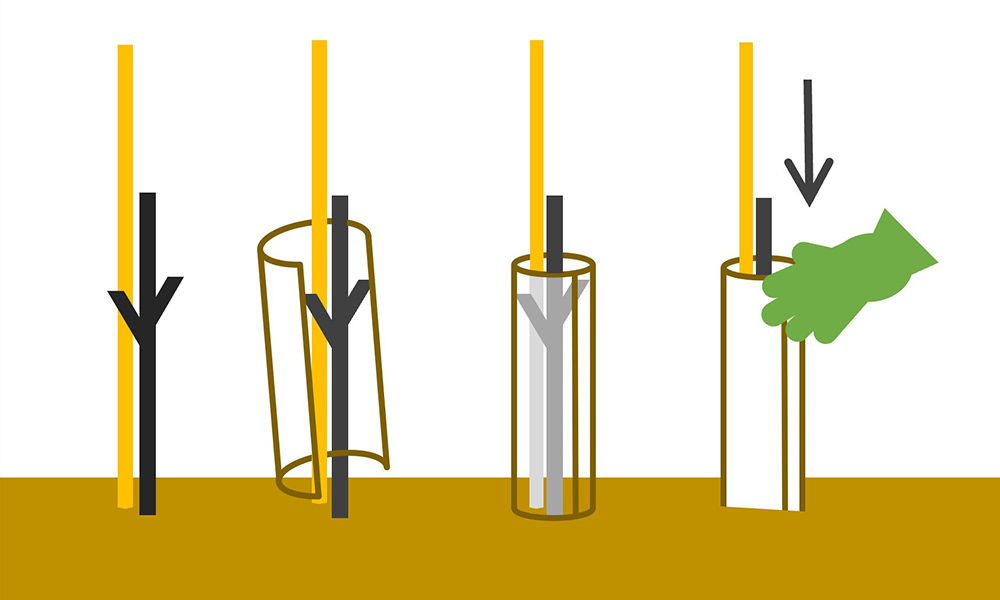 Tubex Vole Guards | Vole & Mice Protection | British Hardwood Tree Nursery