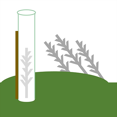Tubex Shrub Shelters | Tree & Shrub Protection Products | British ...