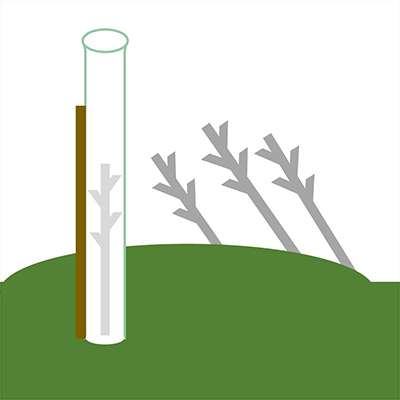 Tubex Ecostarts | Plant & Shrub Protection from British Hardwood ...