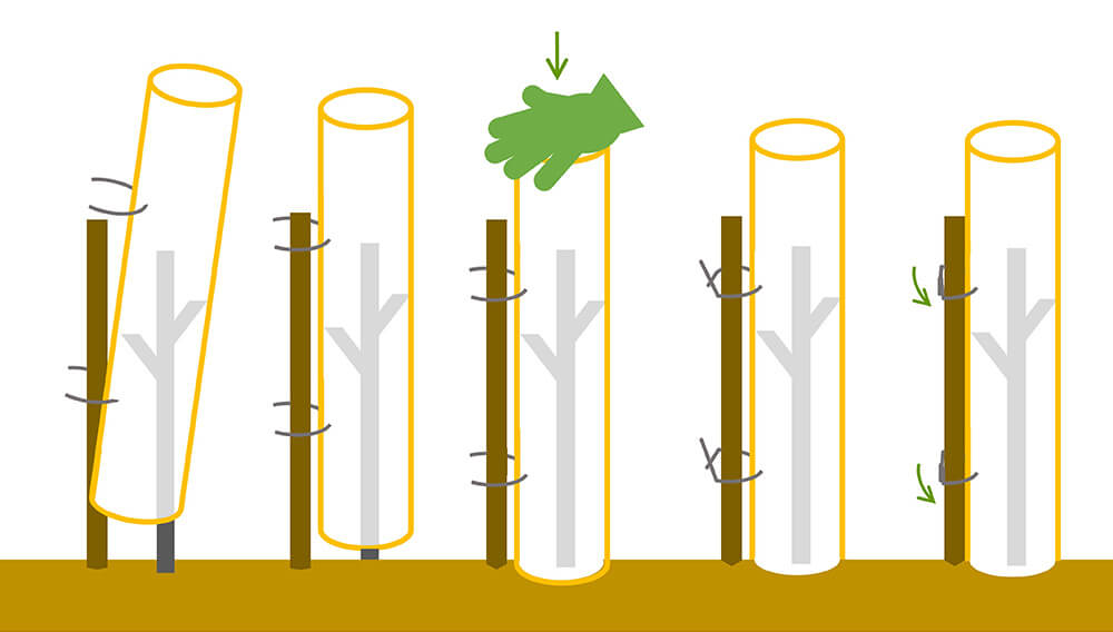 Rainbow Terra Tree Shelters | British Hardwood Tree Nursery