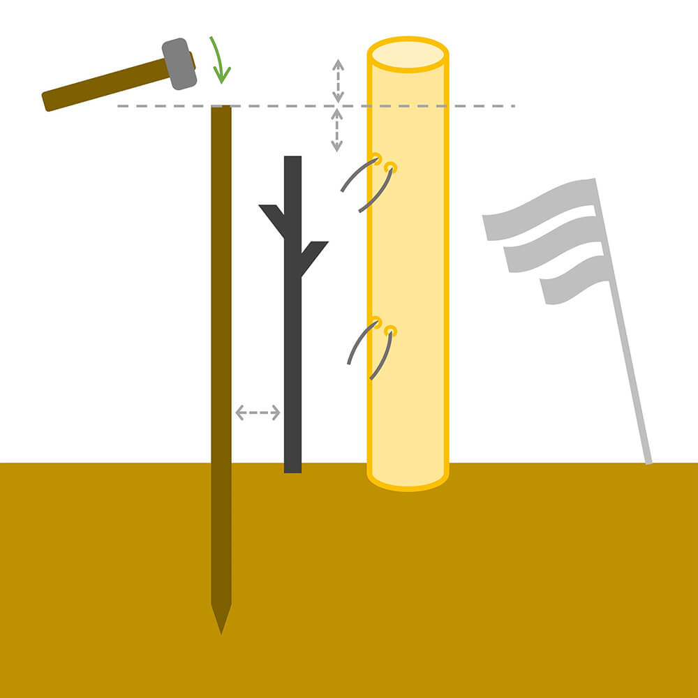 Rainbow Terra Tree Shelters | British Hardwood Tree Nursery