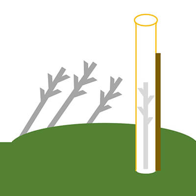 Rainbow Terra Tree Shelters | British Hardwood Tree Nursery