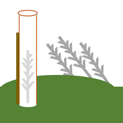 Tubex Nature Shrub Shelters | British Hardwood Tree Nursery
